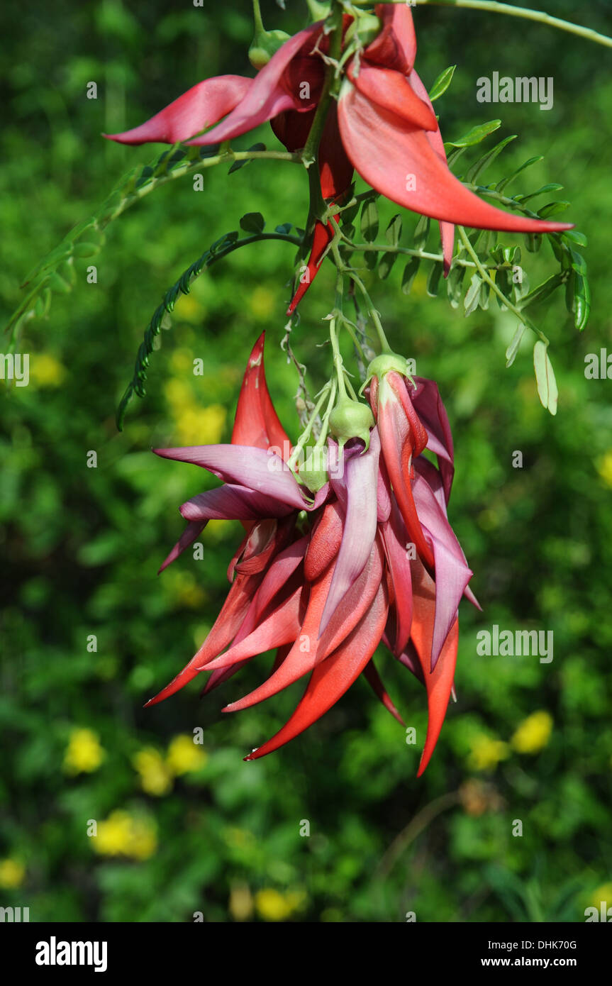 Kaka beak hi-res stock photography and images - Alamy