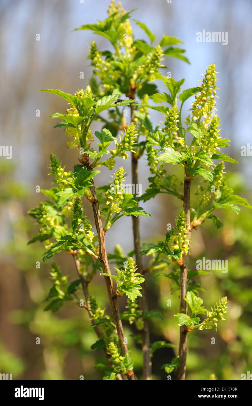 Alpine Currant High Resolution Stock Photography and Images - Alamy