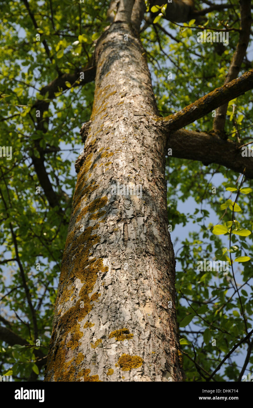 Korean poplar populus koreana hi-res stock photography and images - Alamy
