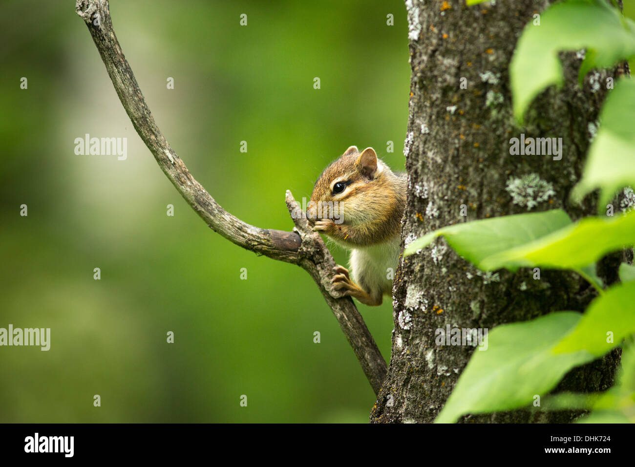 Black chipmunk hi-res stock photography and images - Alamy