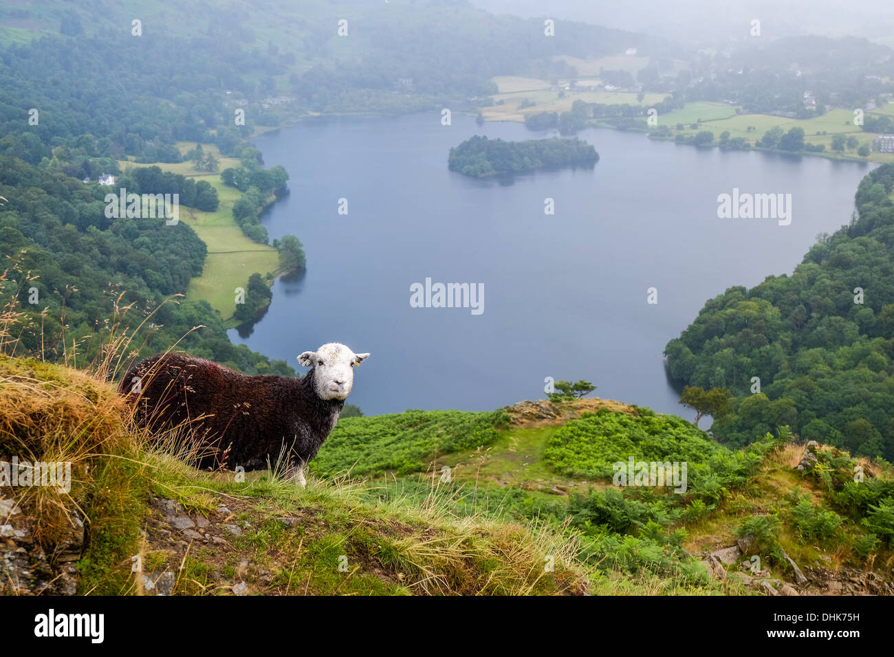 A Herdwick sheep looks towards the camera on a misty day with Grasmere ...