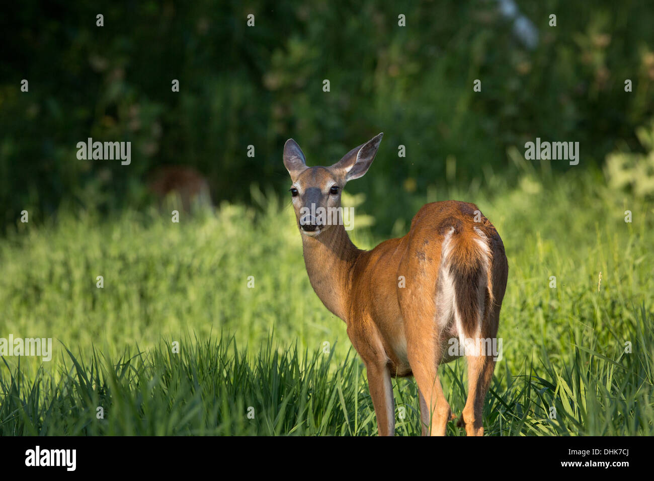 Doe deer looking back hi-res stock photography and images - Alamy