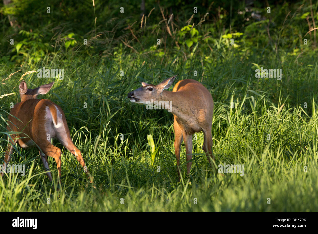 White-tailed deer (Odocoileus virginianus Stock Photo - Alamy