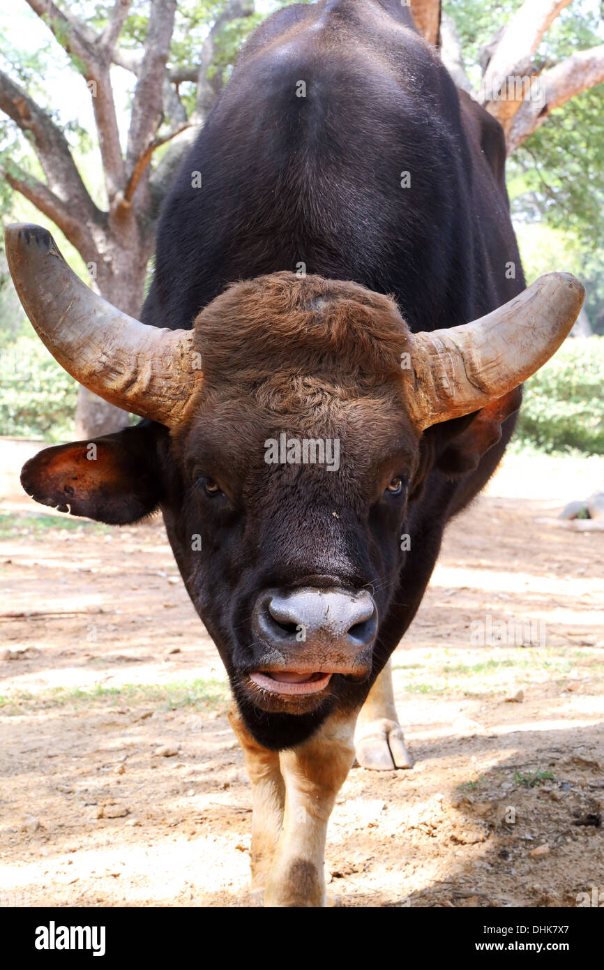 gaur, (Bos gaurus), Indian bison Stock Photo - Alamy