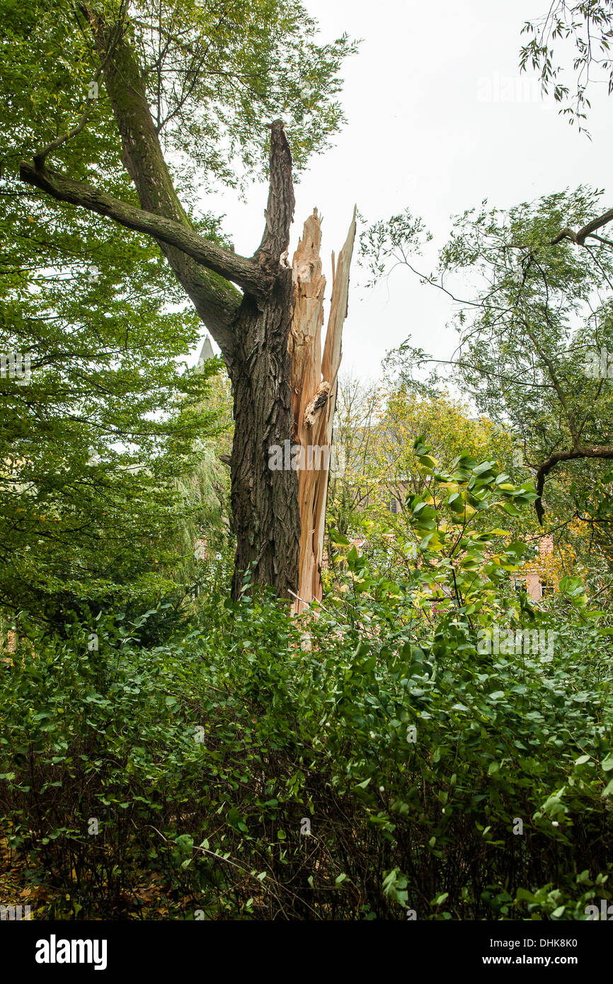 Forest damage tornado hi-res stock photography and images - Alamy