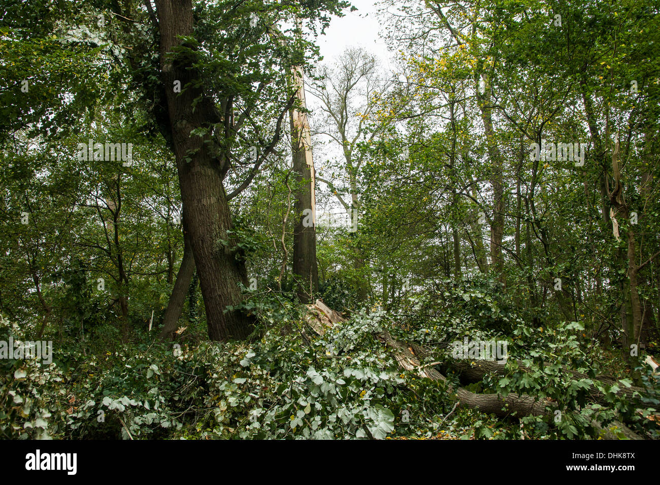 Storm damage in the forest Stock Photo - Alamy