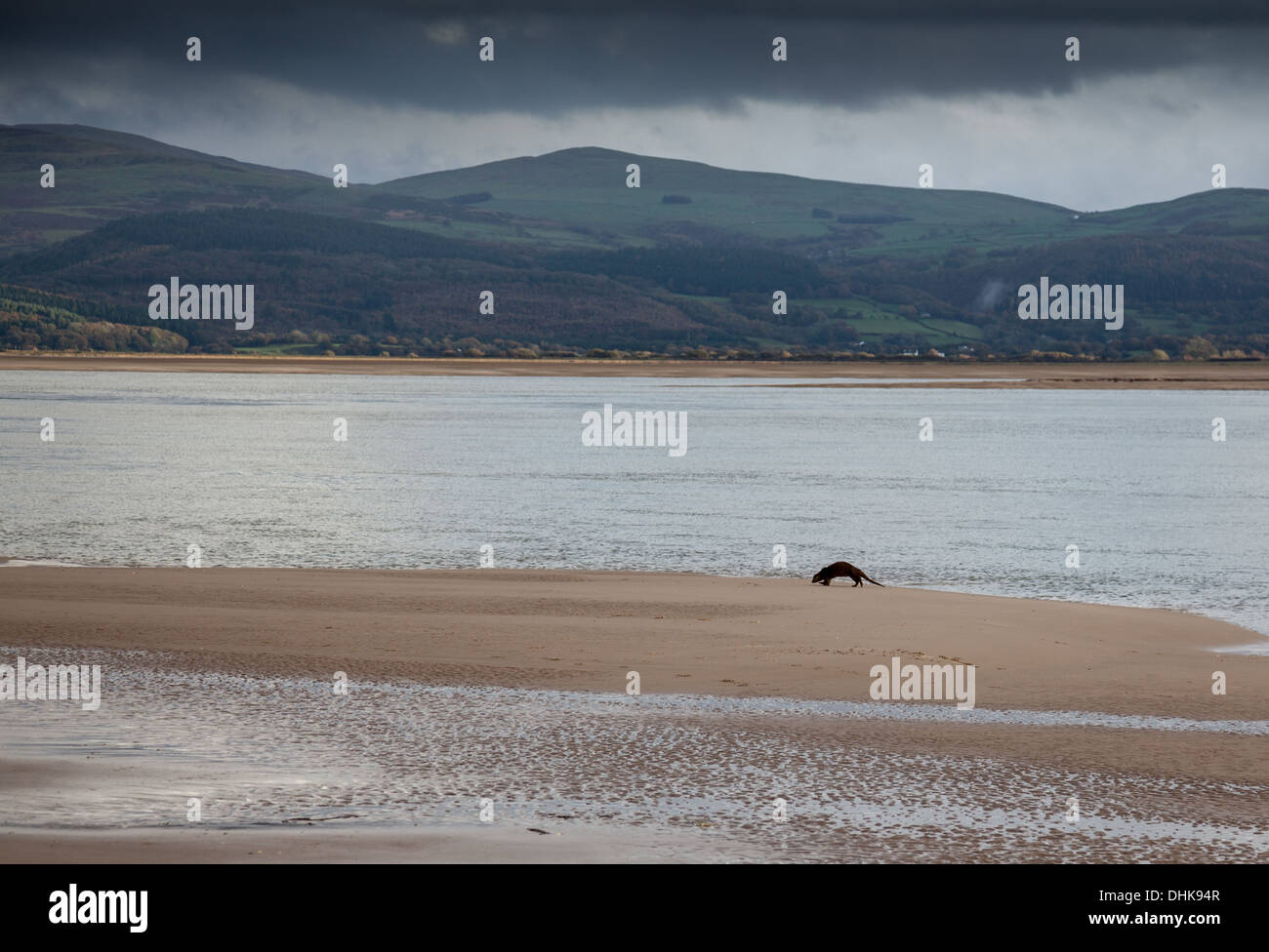 Welsh otter hi-res stock photography and images - Alamy