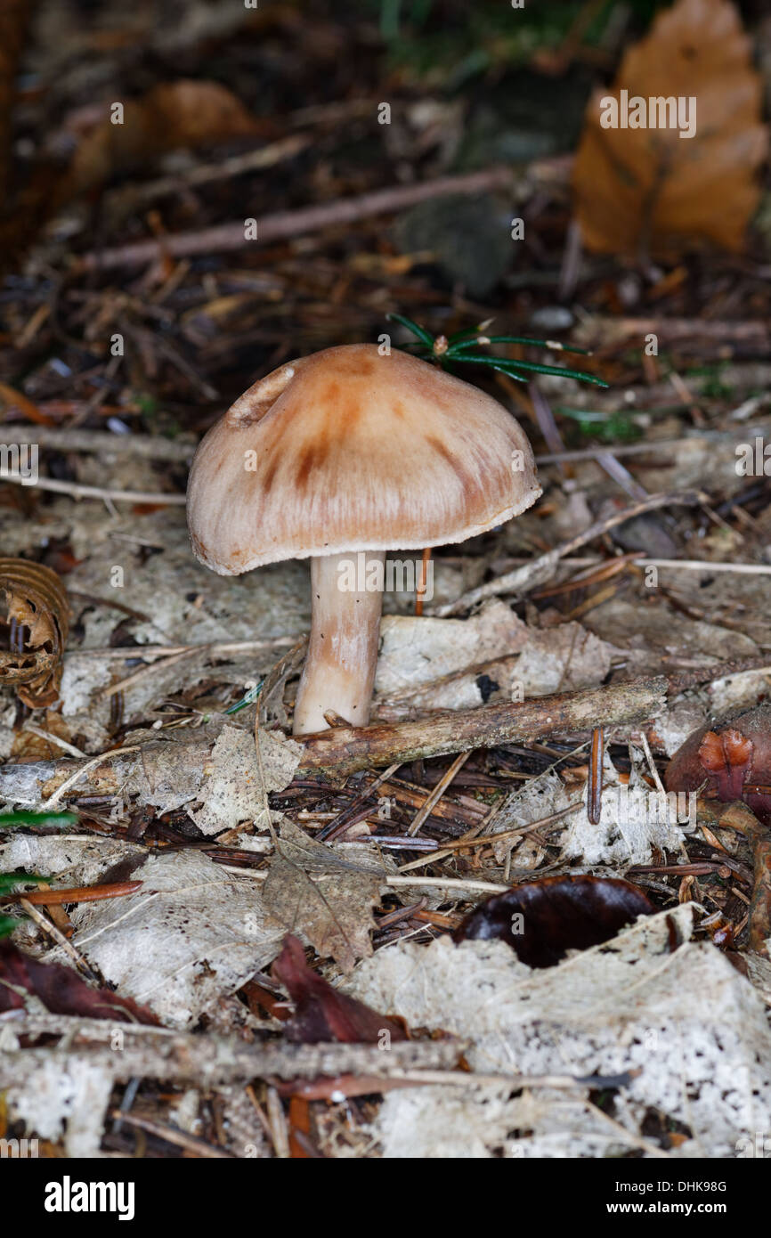 Butter Cap, Collybia butyracea, Mushroom, Alps, France Stock Photo - Alamy