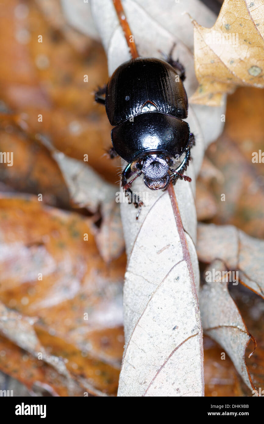 Bloody-nosed beetle / blood spewer / blood spewing beetle Timarcha ...