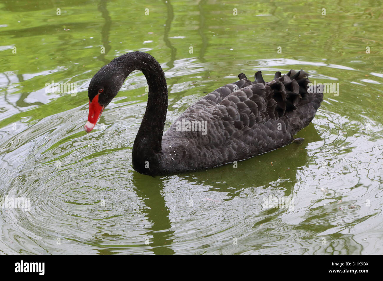 Black swan cleaning plumage hi-res stock photography and images - Alamy