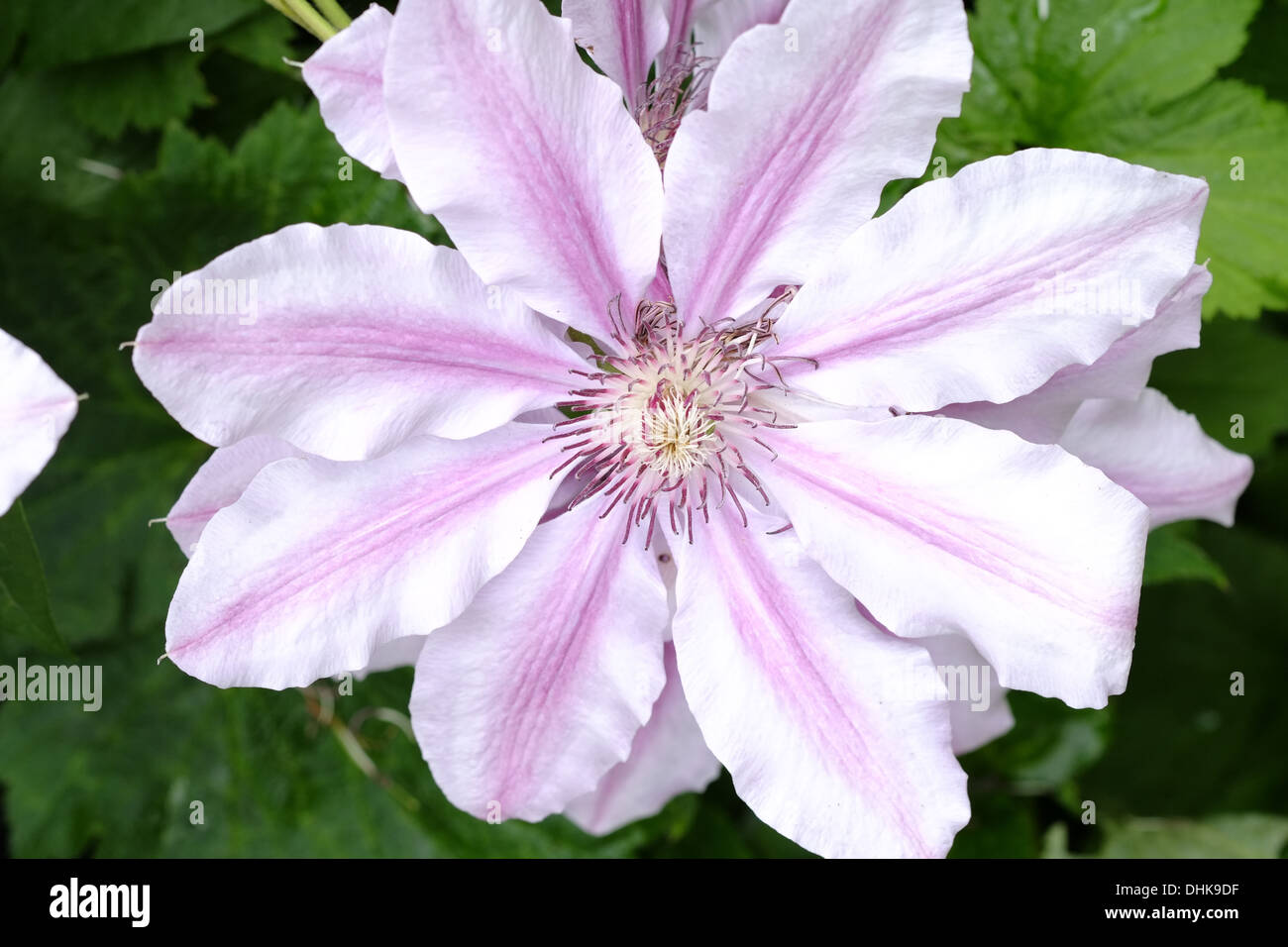 A macro close up hi-res stock photography and images - Alamy