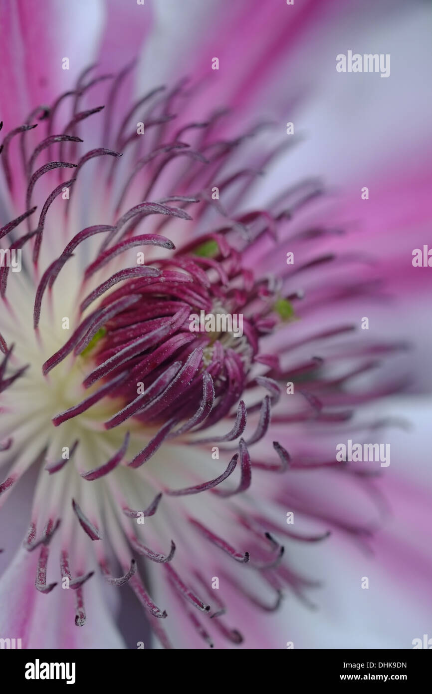 A macro close up hi-res stock photography and images - Alamy