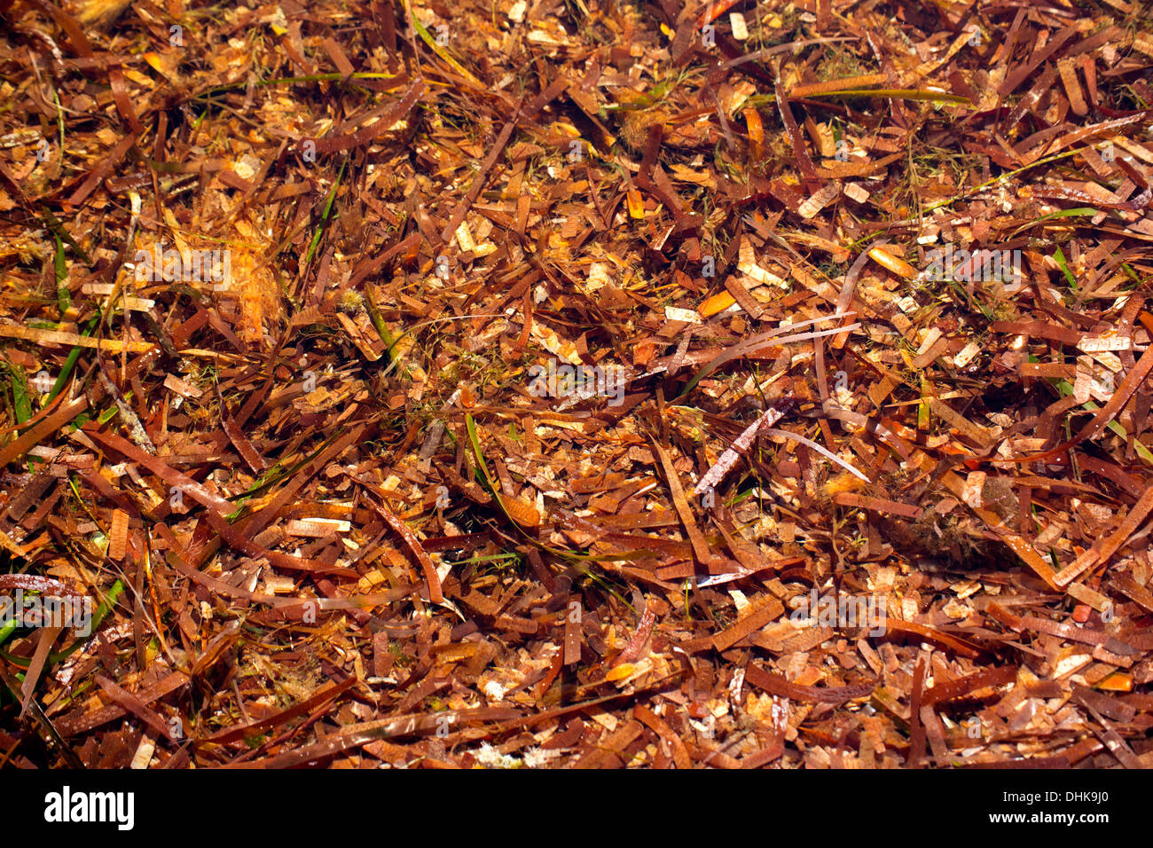 Algae texture hi-res stock photography and images - Alamy