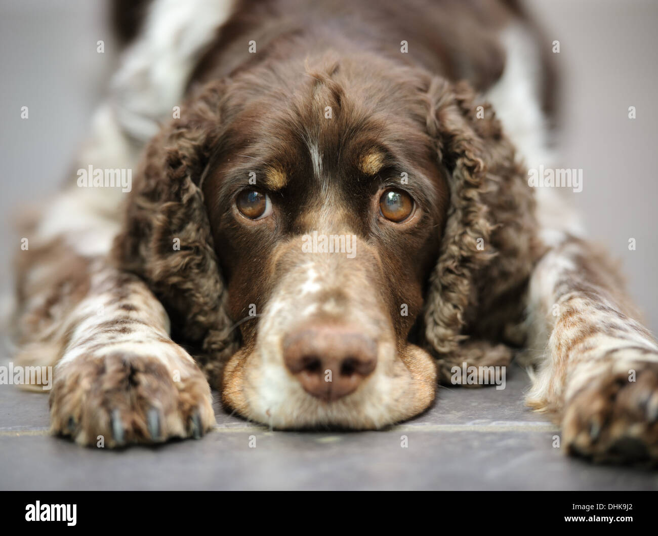 Appealing Eyes Stock Photos & Appealing Eyes Stock Images - Alamy