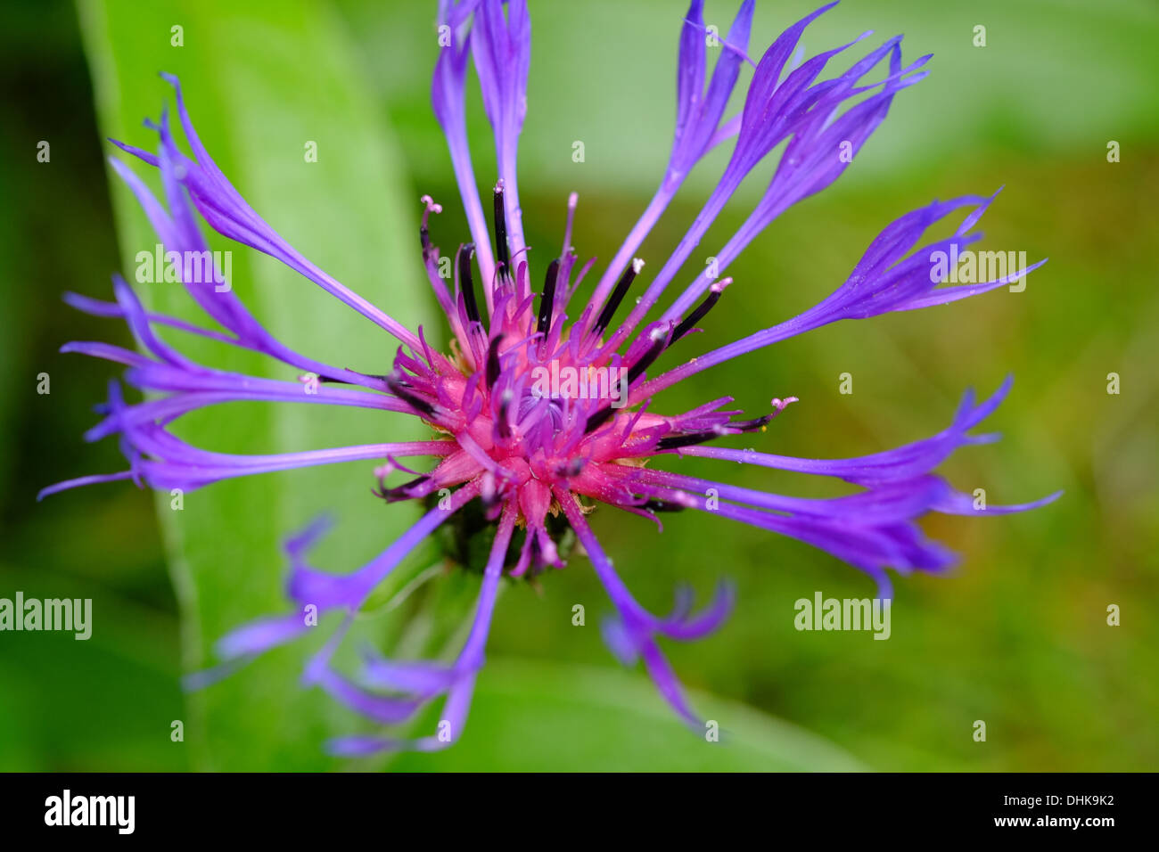 A macro close up hi-res stock photography and images - Alamy
