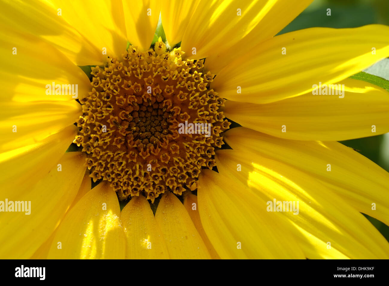 A macro close up hi-res stock photography and images - Alamy