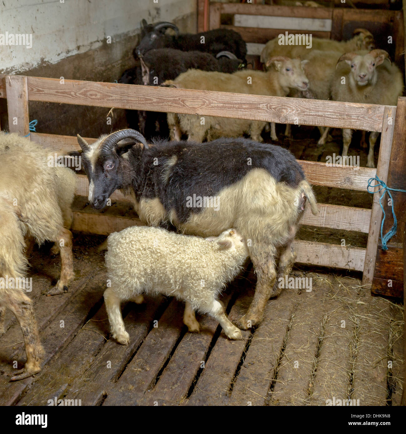Ewe feeding lamb hi-res stock photography and images - Alamy