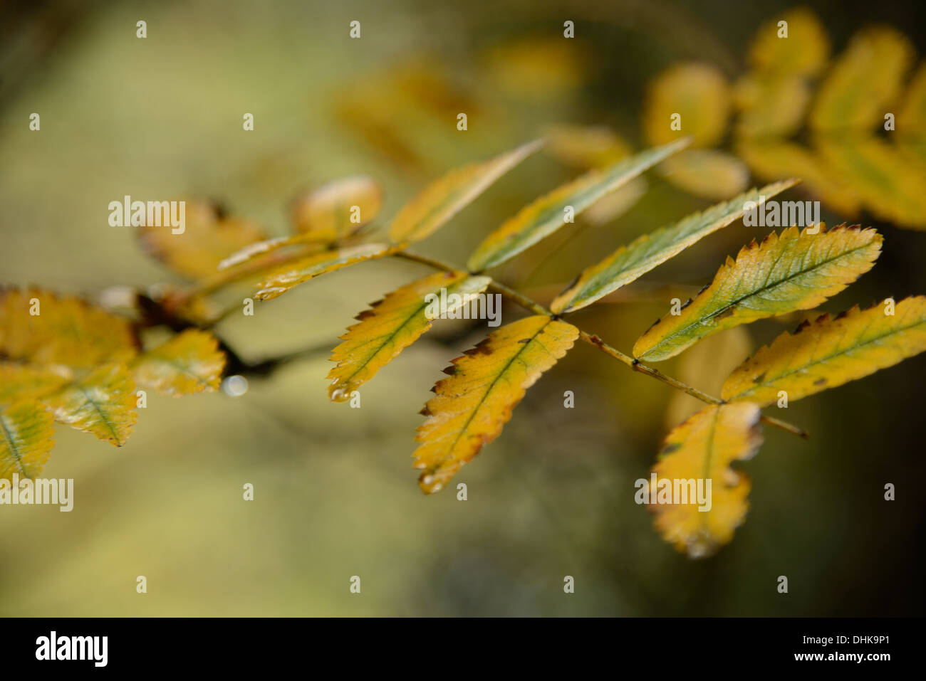 Ash tree leaves hi-res stock photography and images - Alamy
