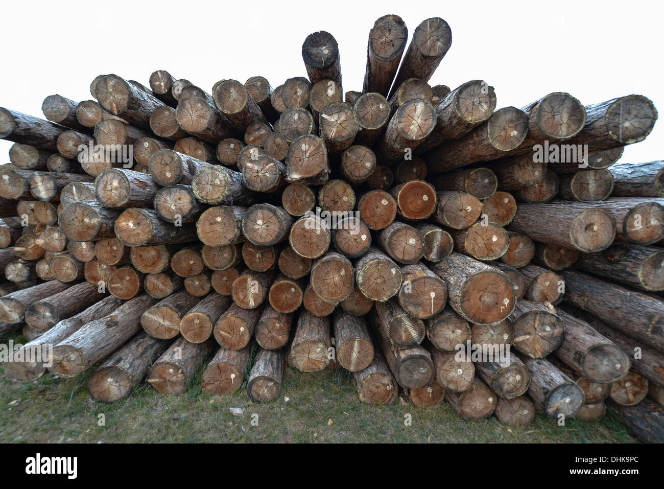 Cut Wooden Logs. Chopped Siberian Logs from Olkhon Island in Lake ...