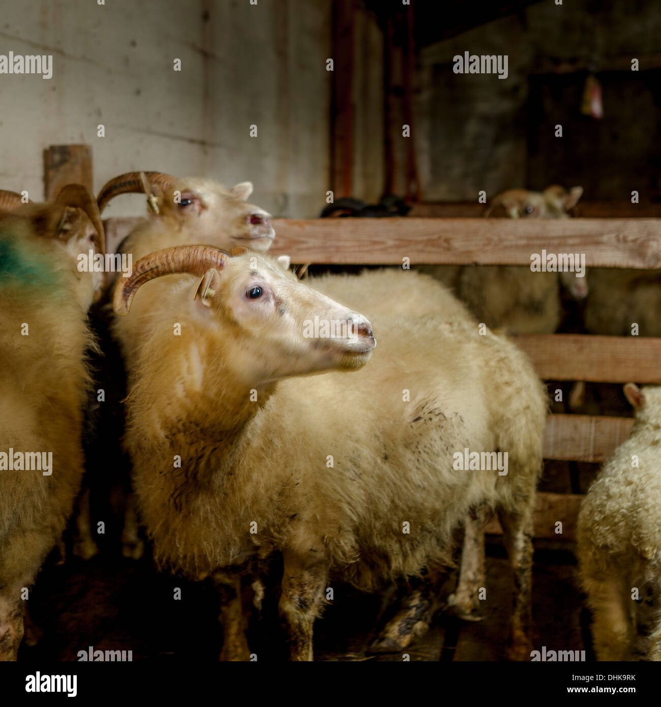 Sheep in barn hi-res stock photography and images - Alamy