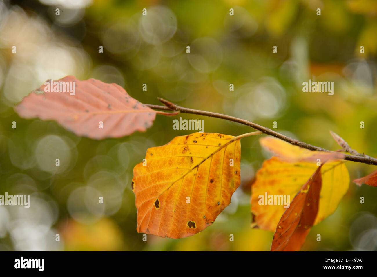 Beech tree branch in autumn with yellow and orange leaves Stock Photo - Alamy