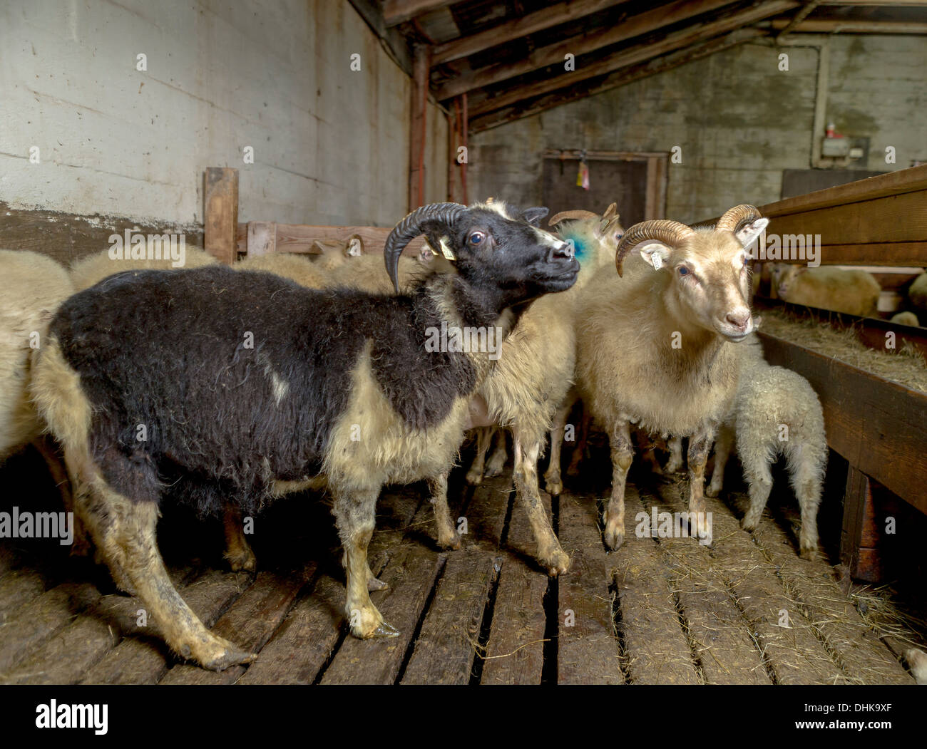 Ewe with lambs hi-res stock photography and images - Alamy