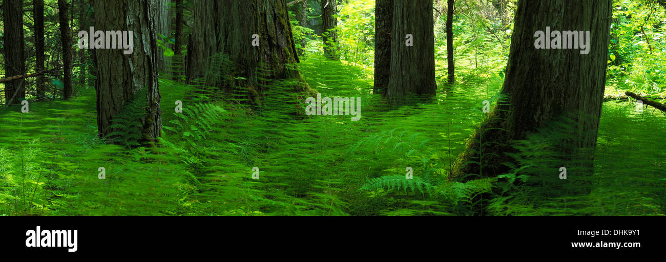 Forest scene, Oregon, USA Stock Photo - Alamy
