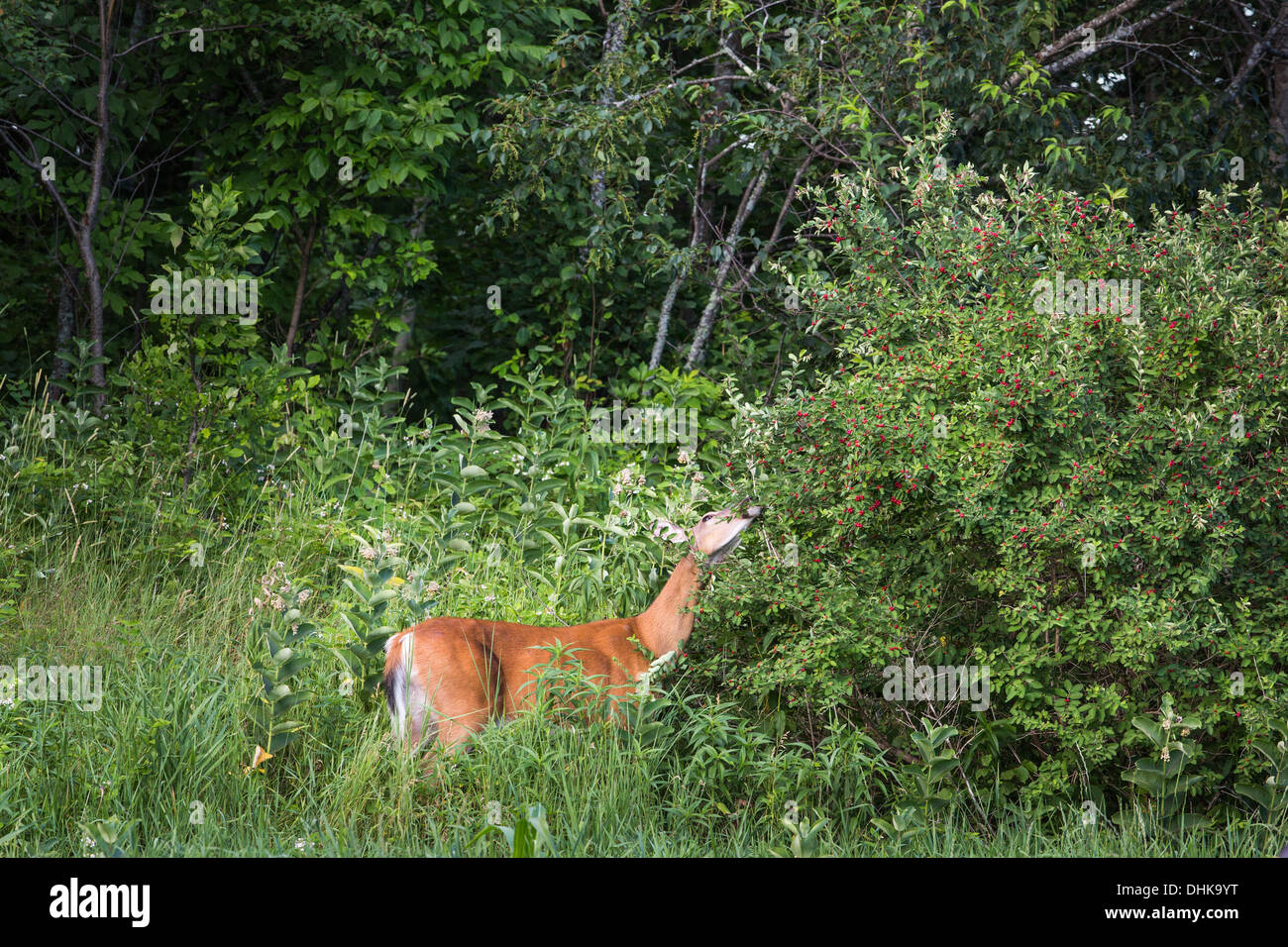 White-tailed deer browsing a Morrow's honeysuckle bush Stock Photo - Alamy