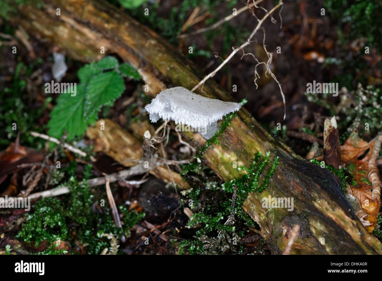 Jelly tooth, Pseudohydnum gelatinosum, Jelly teeth, Alps, France Stock ...