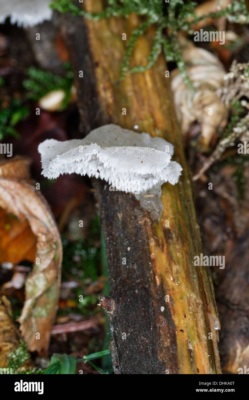 Jelly tooth, Pseudohydnum gelatinosum, Jelly teeth, Alps, France Stock ...