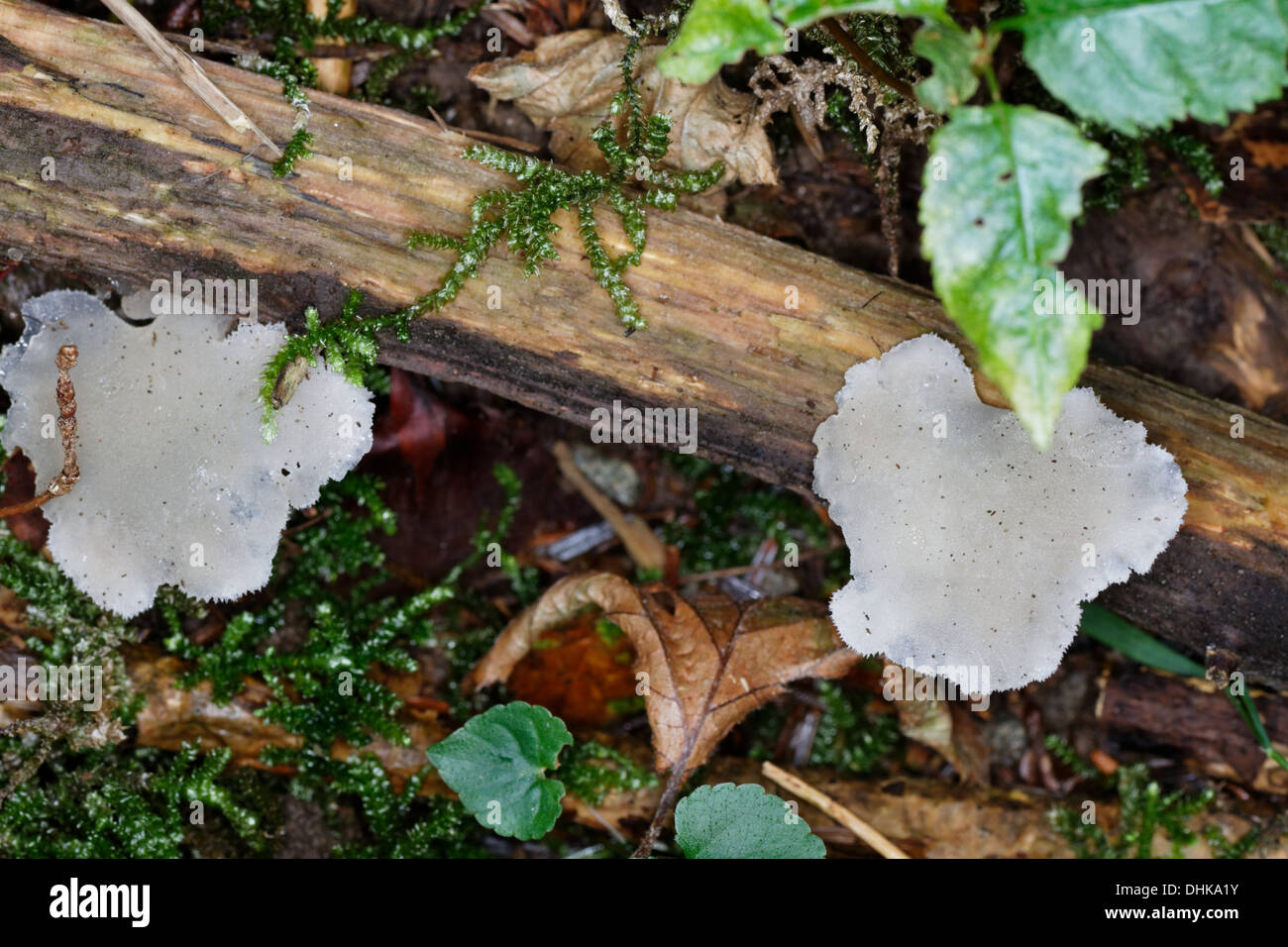 Jelly tooth, Pseudohydnum gelatinosum, Jelly teeth, Alps, France Stock ...
