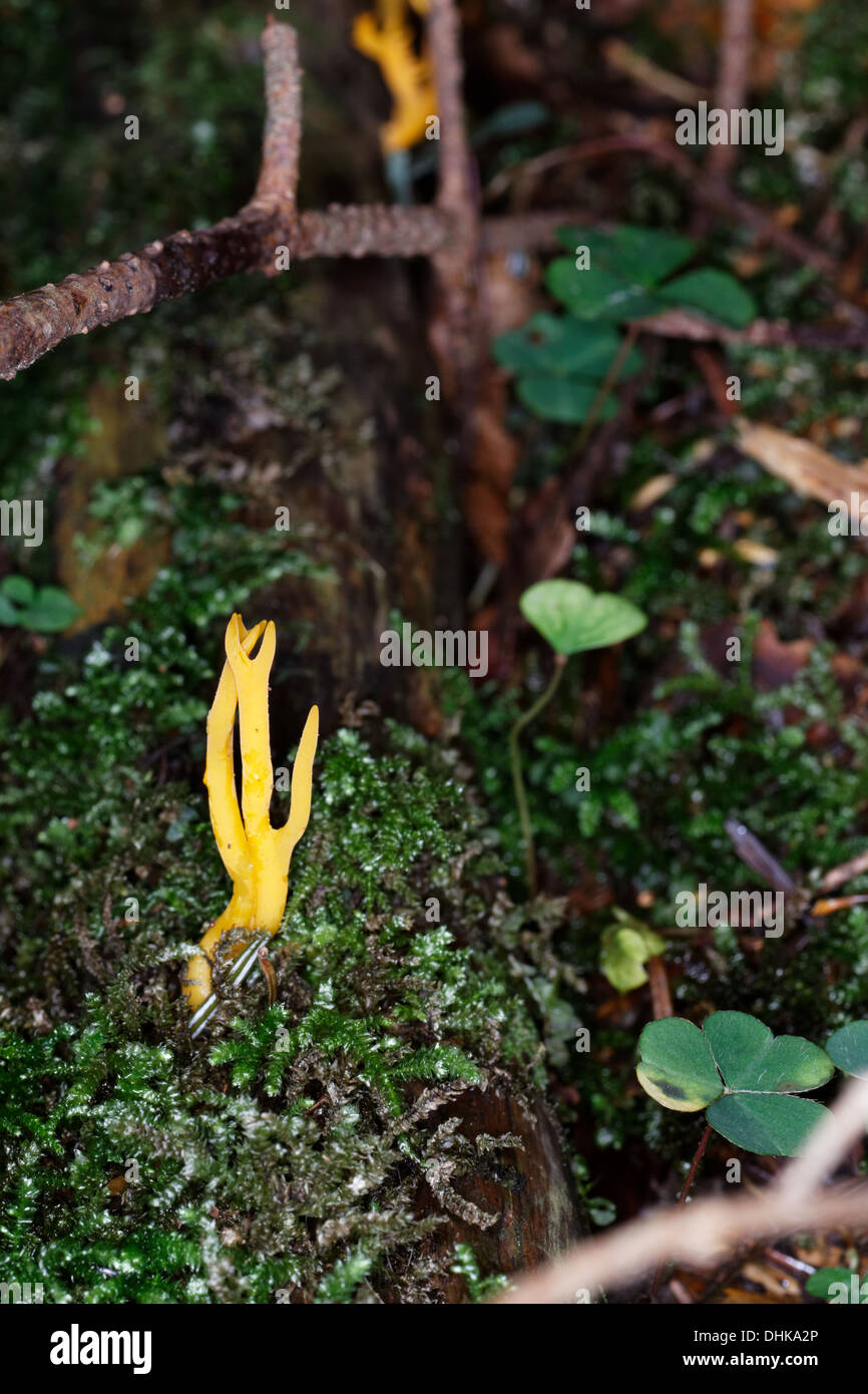 Yellow club fungus hi-res stock photography and images - Alamy