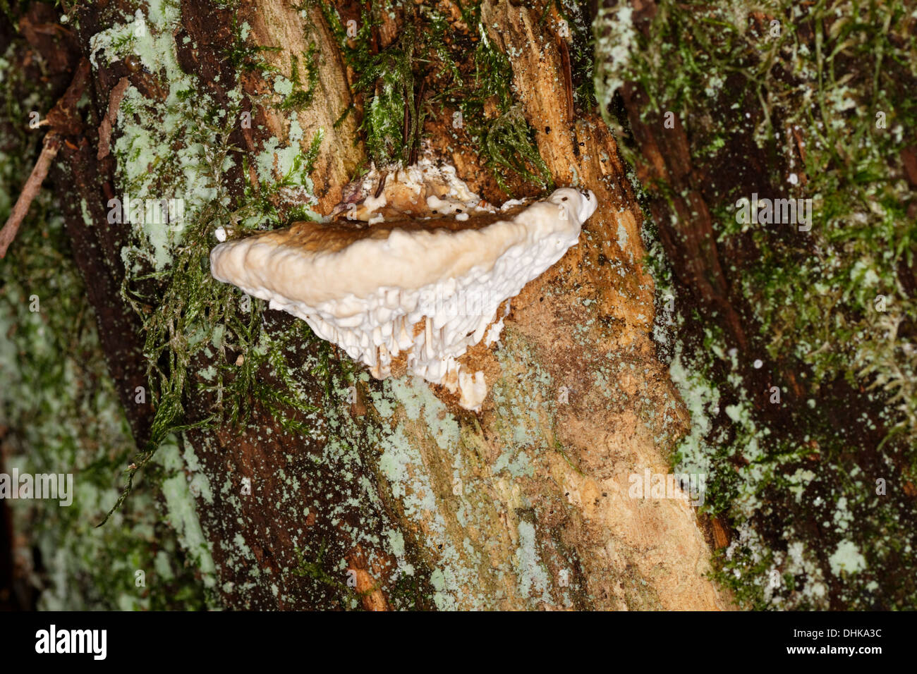 Mushroom, Red Banded Polypore, Fomitopsis pinicola Stock Photo - Alamy