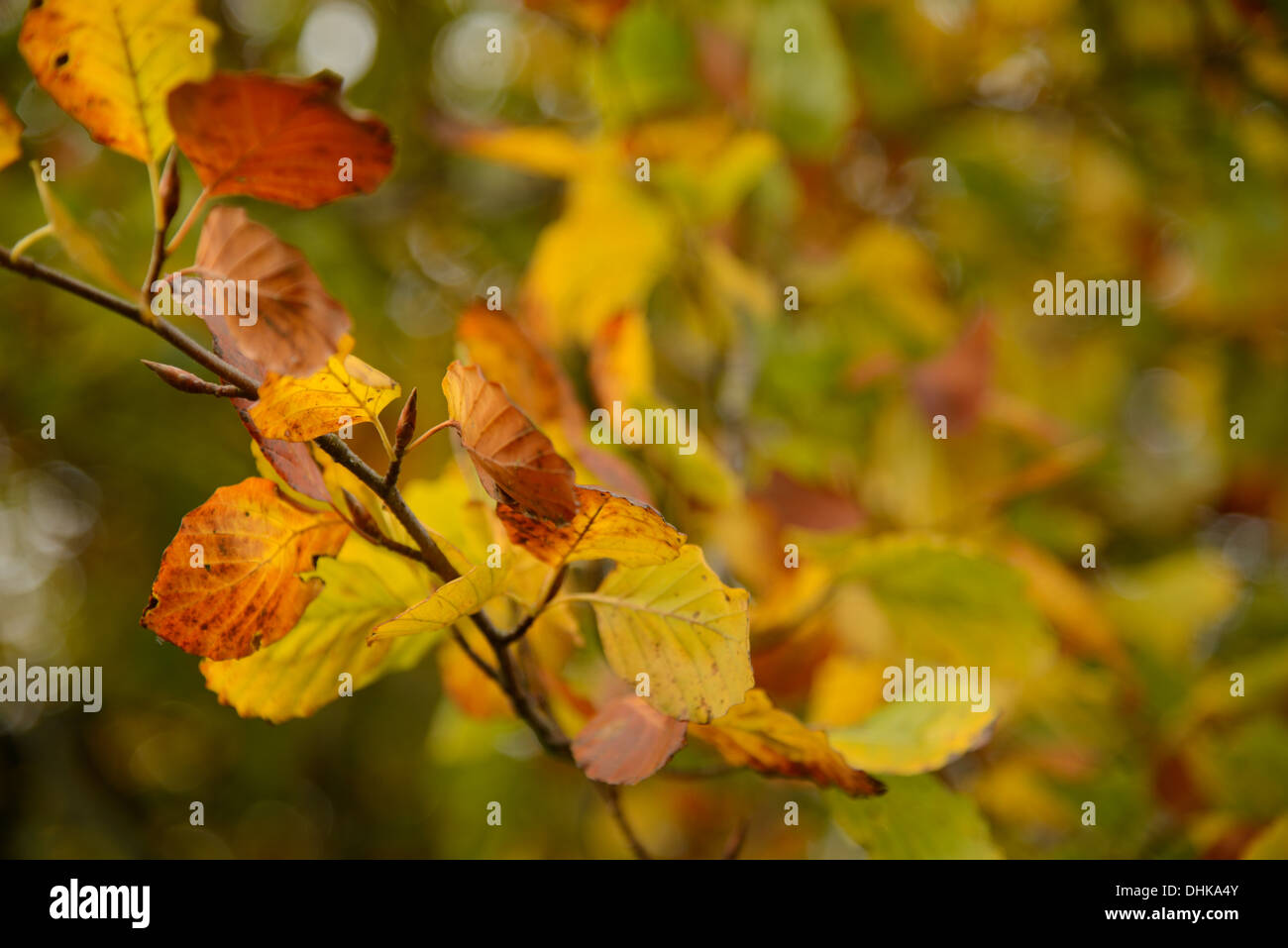 Beech tree branch in autumn with yellow and orange leaves Stock Photo - Alamy