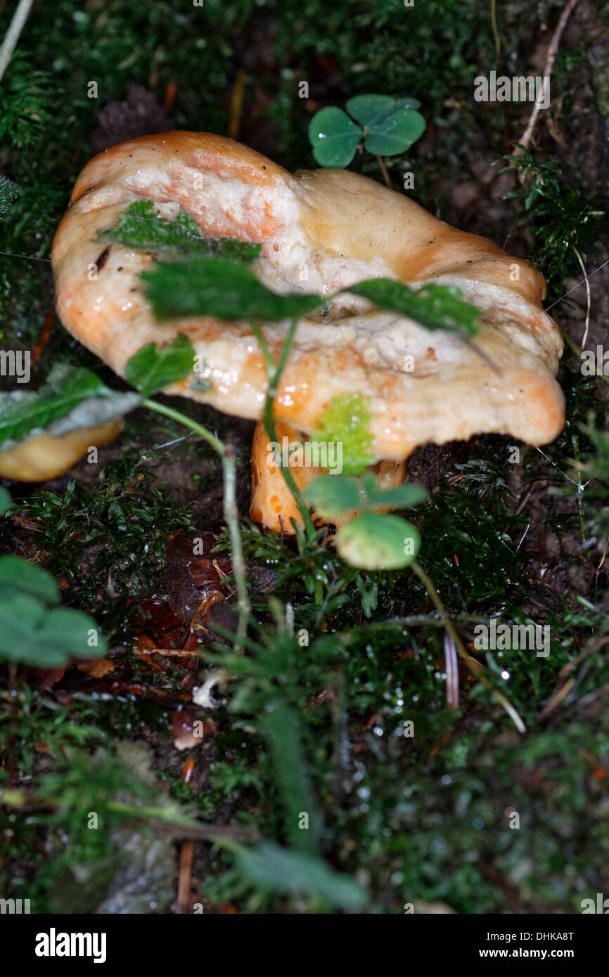 Saffron Milk-cap, Lactarius deliciosus Stock Photo - Alamy