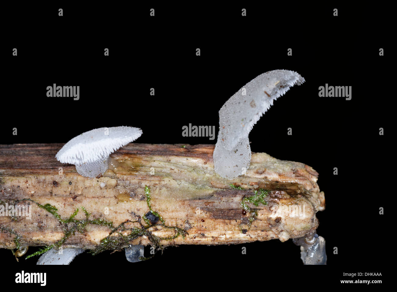 Jelly tooth, Pseudohydnum gelatinosum, Jelly teeth, Alps, France Stock ...
