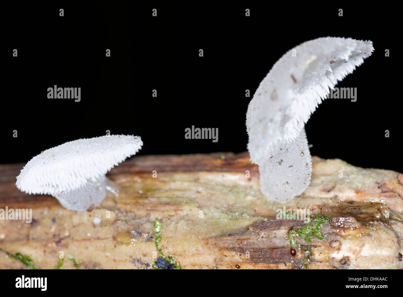 Jelly tooth, Pseudohydnum gelatinosum, Jelly teeth, Alps, France Stock ...