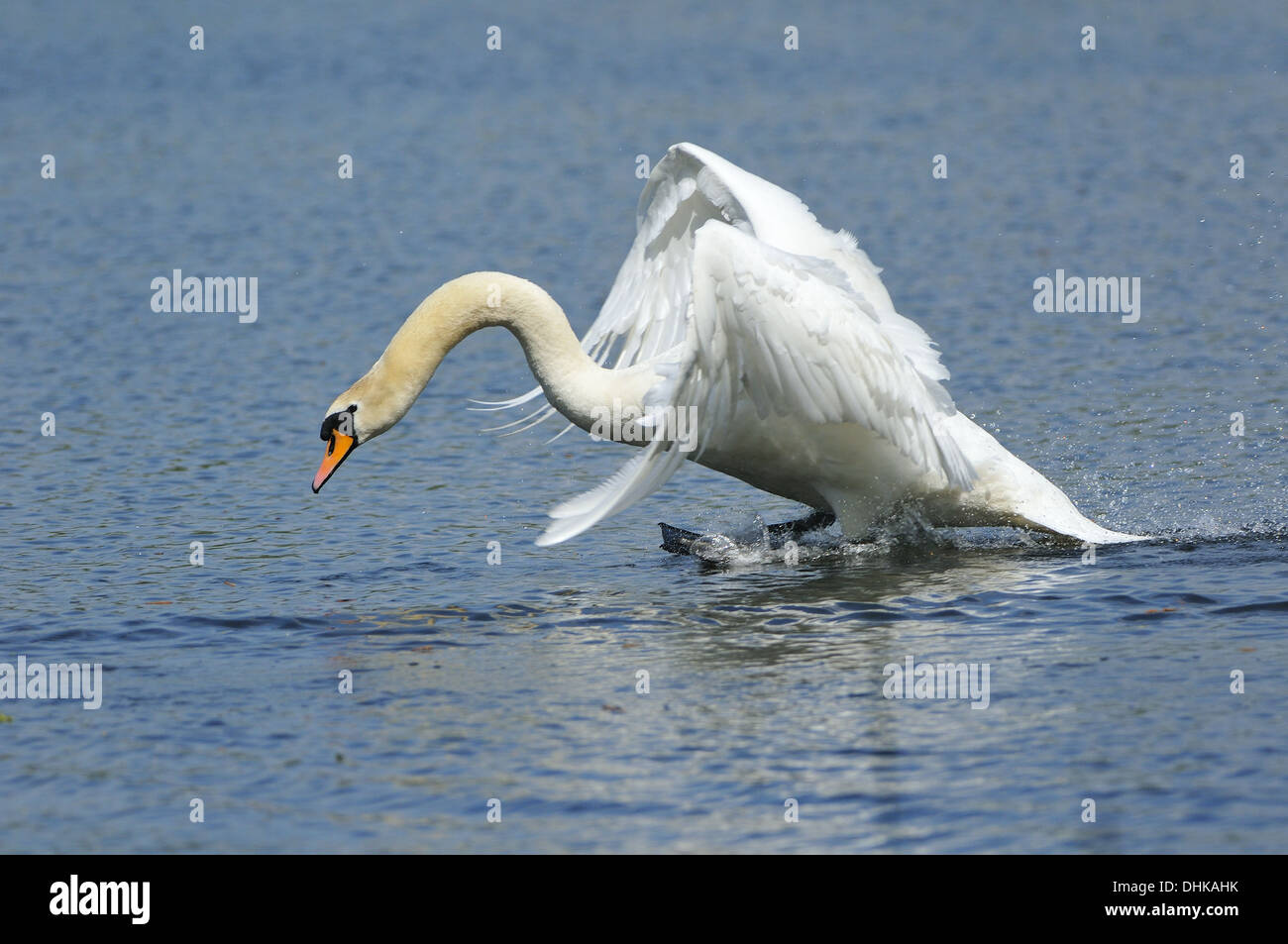 Approach to swan hi-res stock photography and images - Alamy