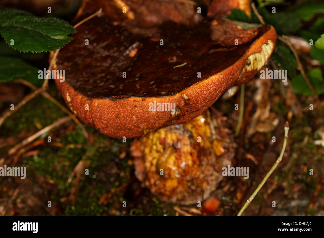 Boletus luridus hi-res stock photography and images - Alamy