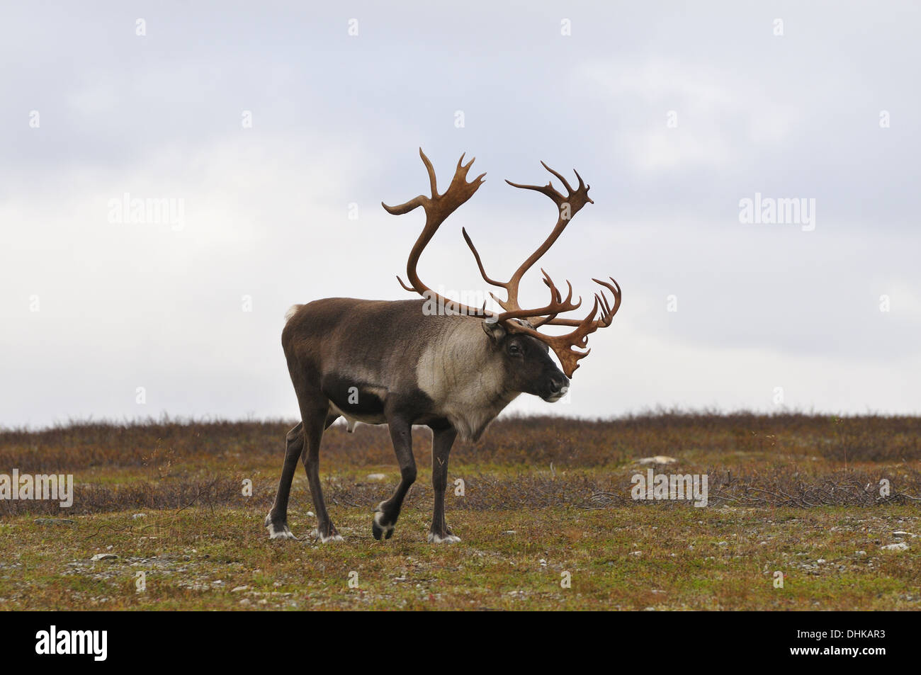 Rentierbullen hi-res stock photography and images - Alamy