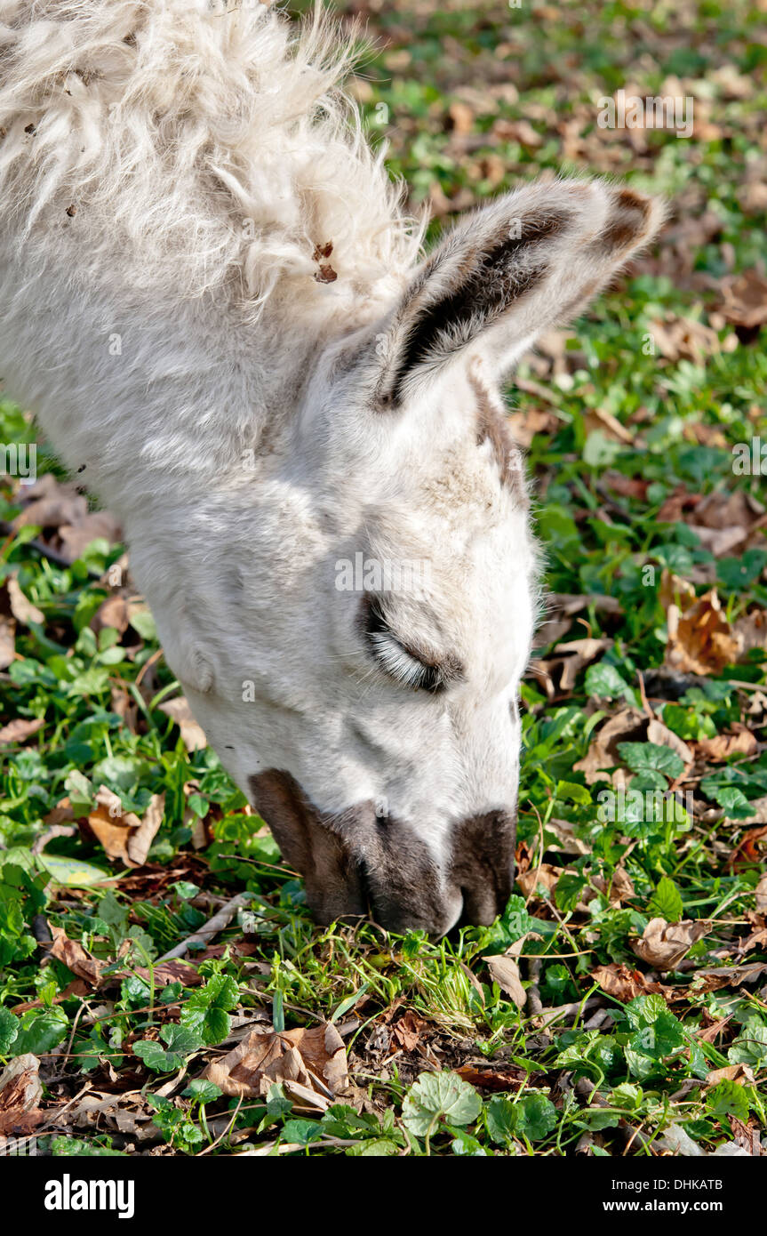 Fluffy lama hi-res stock photography and images - Alamy