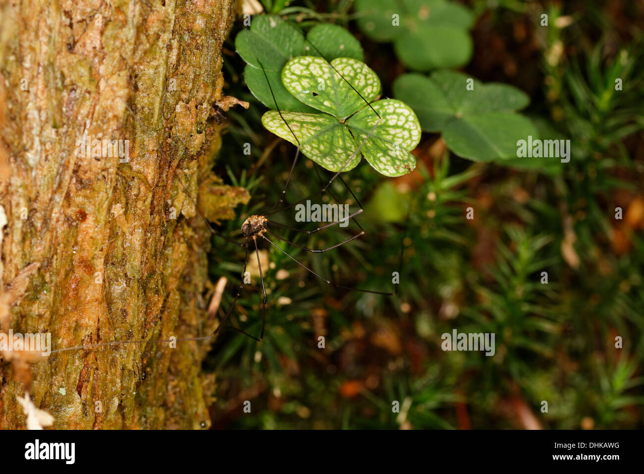 Opilio, opiliones, phalangida, harvestmen Stock Photo - Alamy