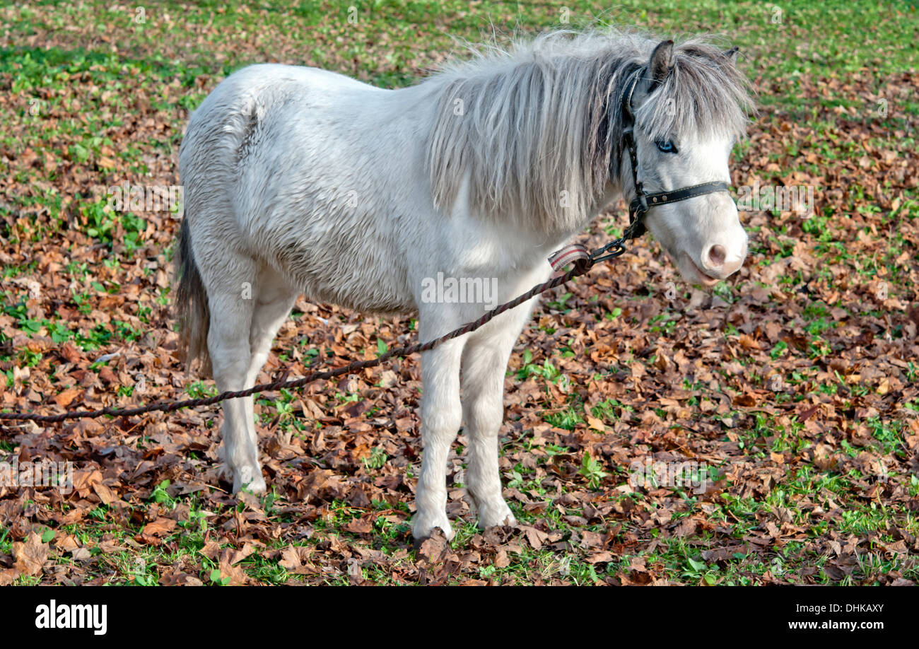 Single pony hi-res stock photography and images - Alamy