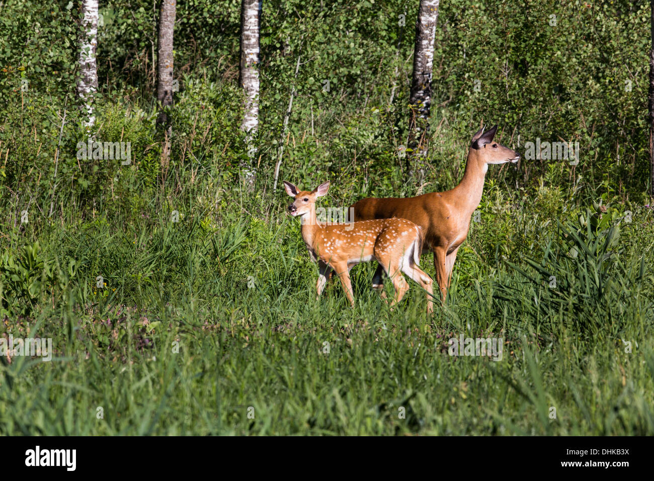 White-tailed doe and fawn Stock Photo - Alamy