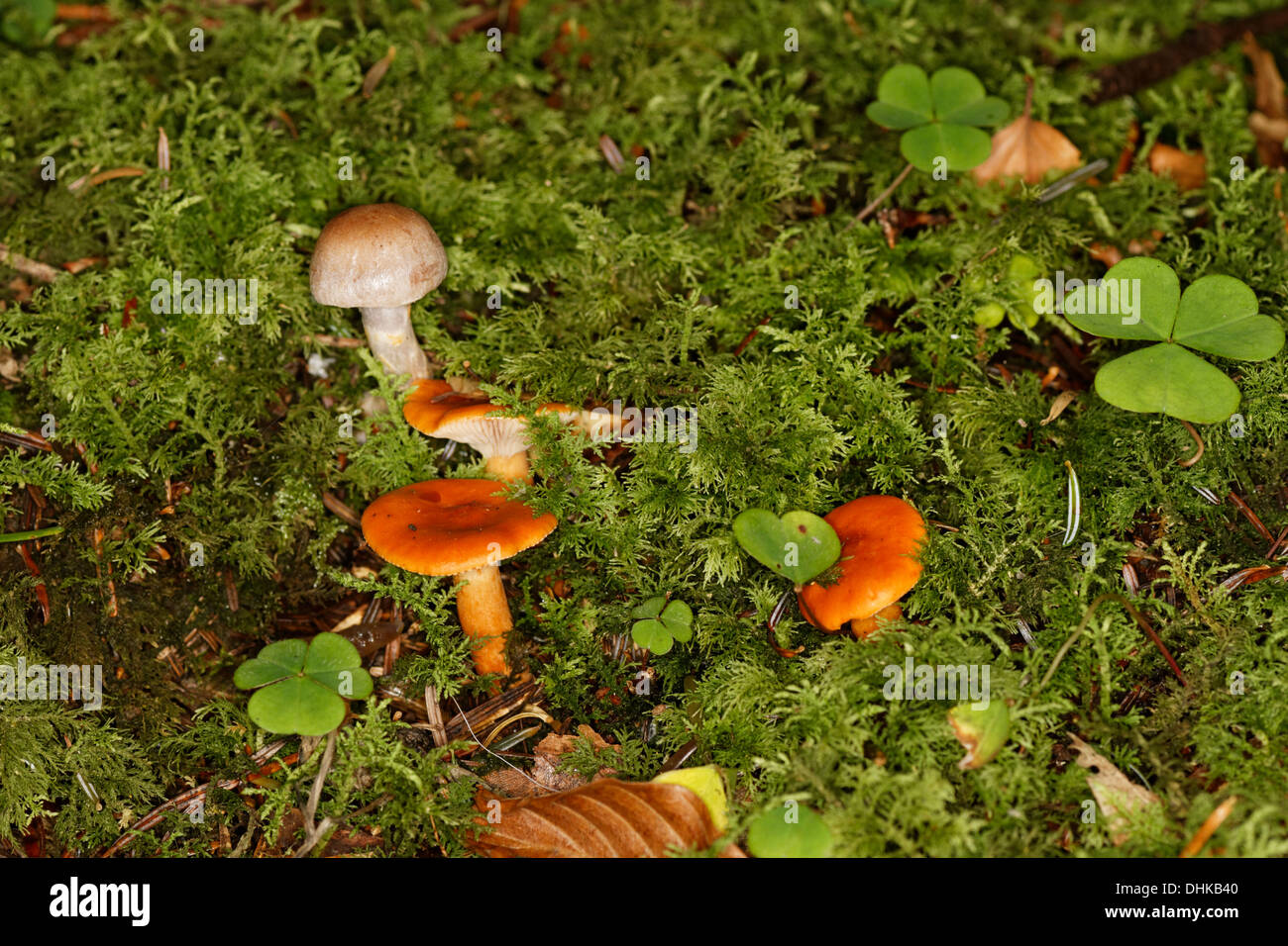 Saffron Milk-cap and another mushroom, Lactarius deliciosus. Alps ...