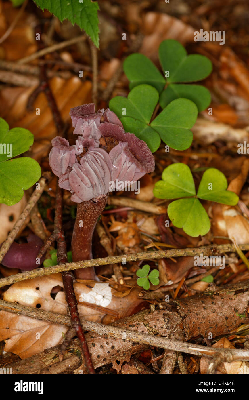 Lilac bonnet, Mycena pura, Tricholomataceae, Alps, France Stock Photo ...