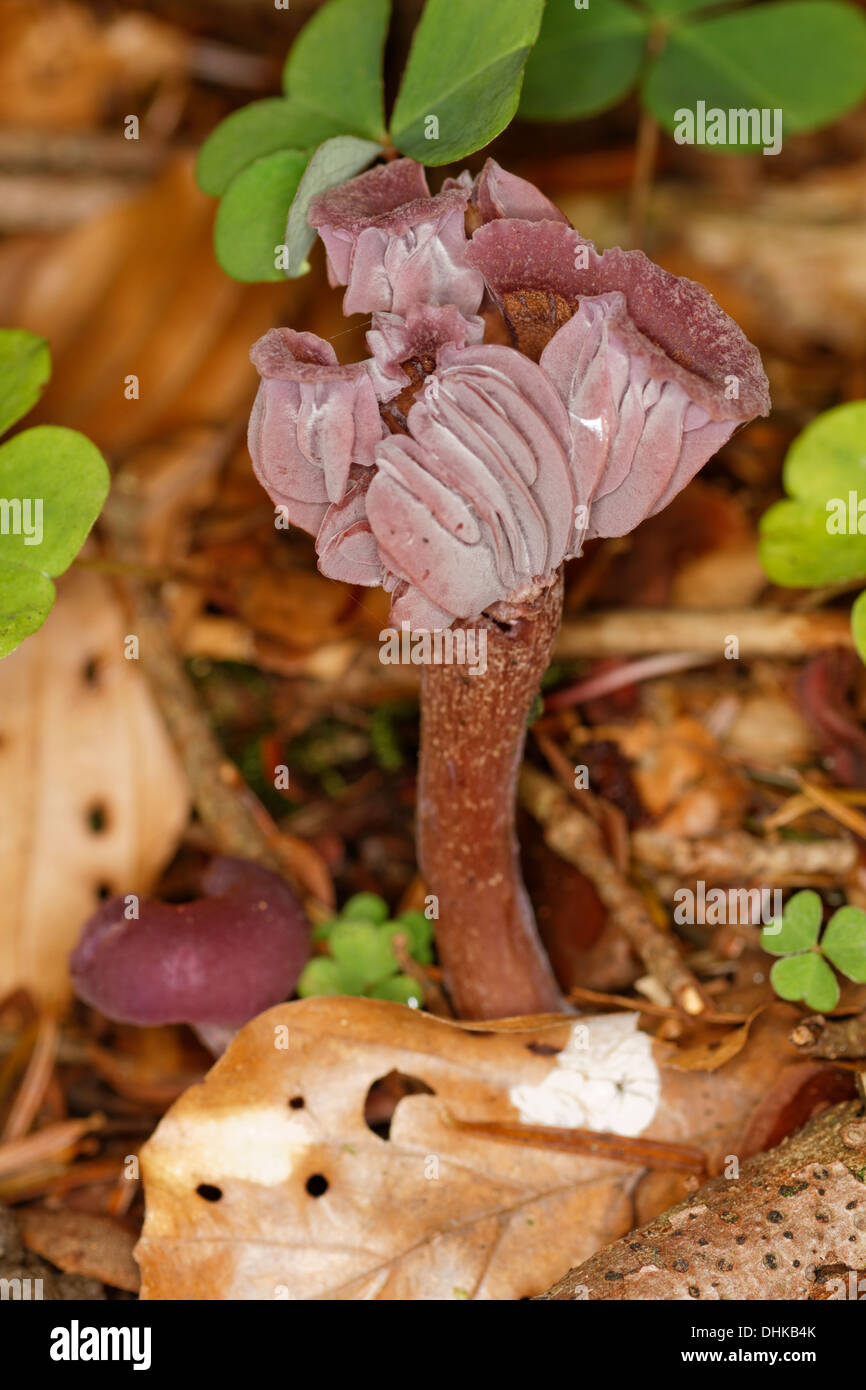 Lilac bonnet, Mycena pura, Tricholomataceae, Alps, France Stock Photo ...
