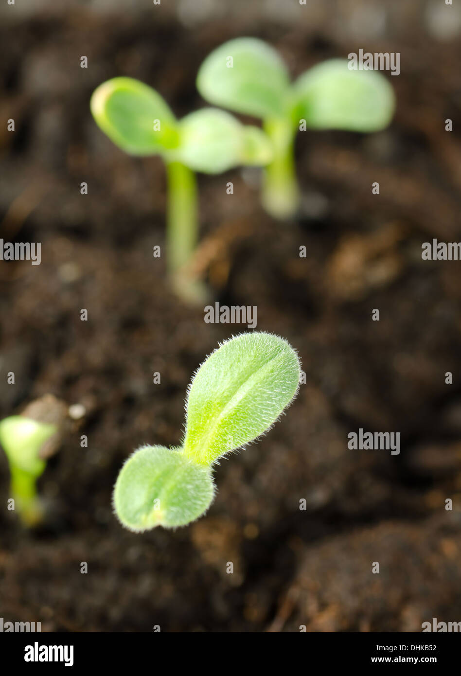 Cucumber sprouts in ground Stock Photo - Alamy