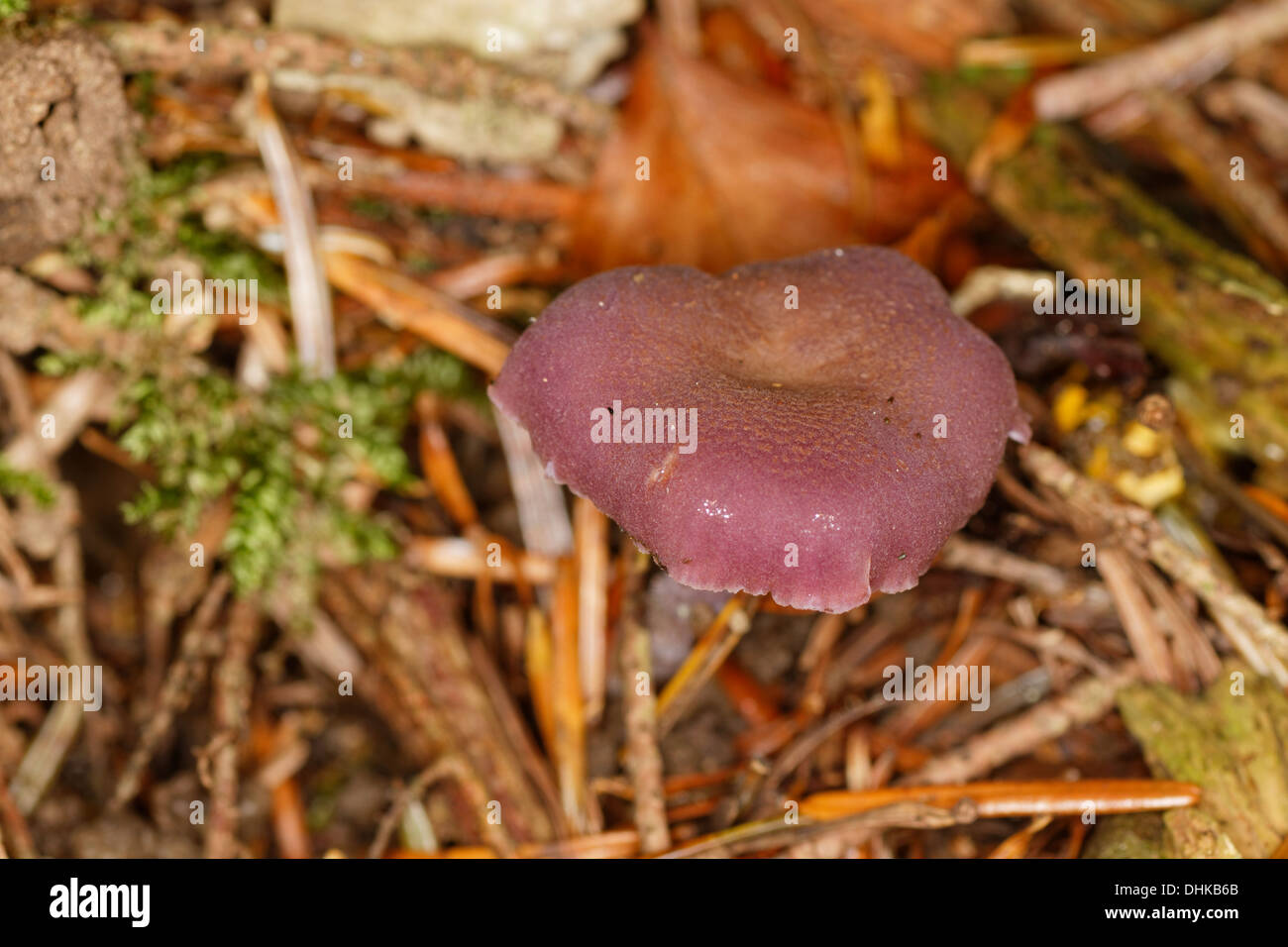 Lilac bonnet, Mycena pura, Tricholomataceae, Alps, France Stock Photo ...