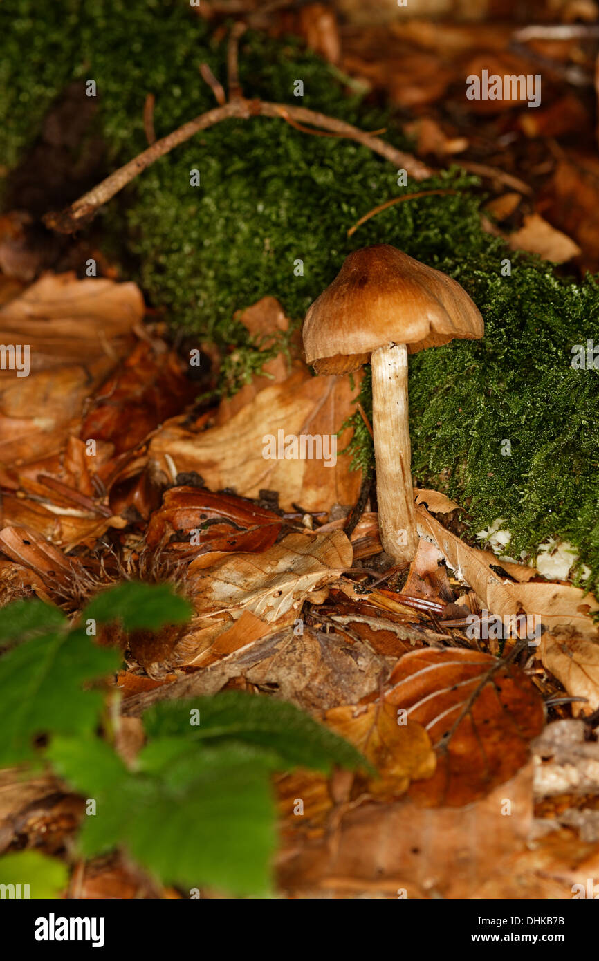 Collybia butyracea hi-res stock photography and images - Alamy